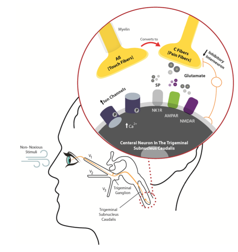 "Review. Neuropathic Pain and Dry Eye" by Dr. Anat Galor - FishmanVision